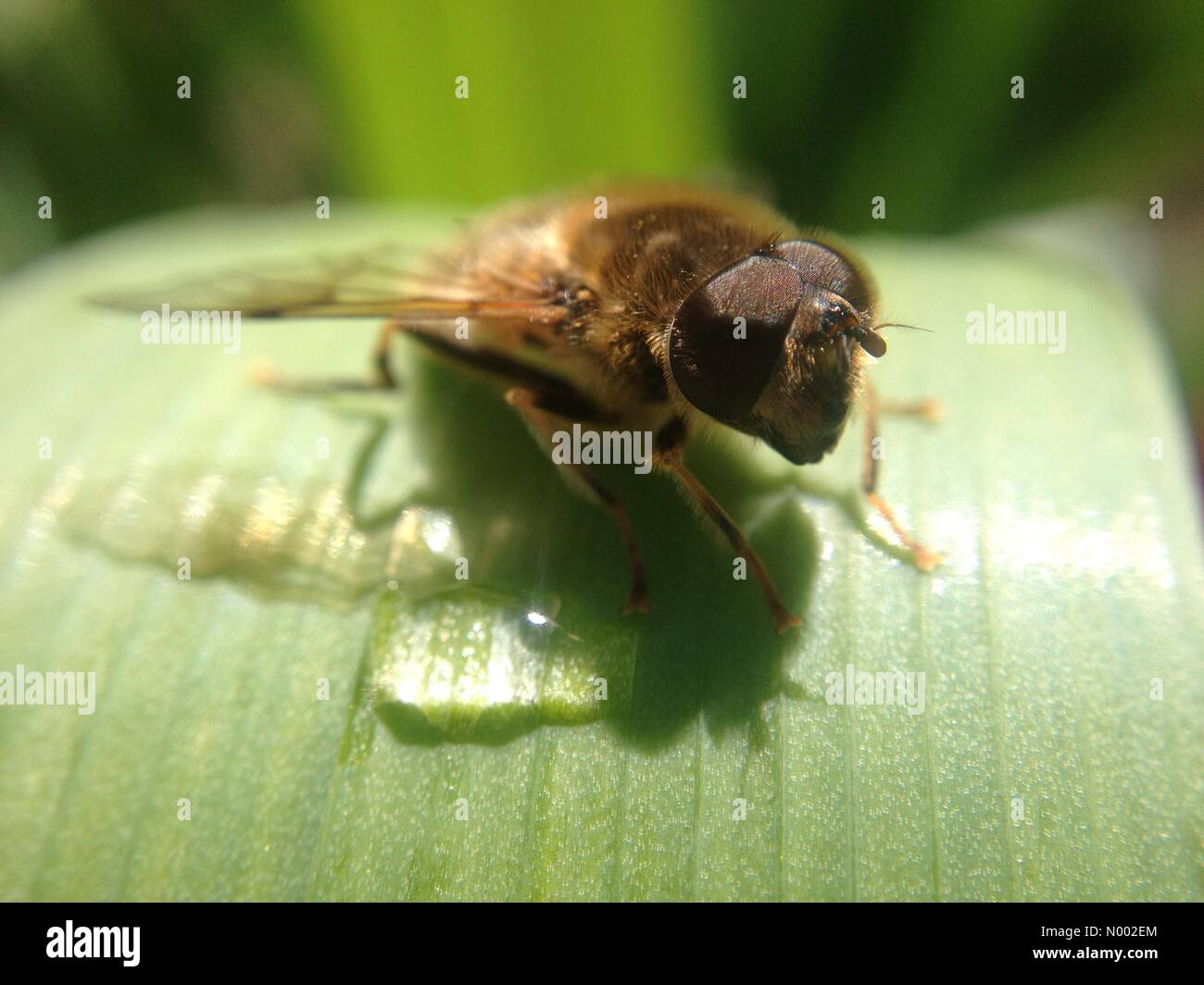This hover fly is enjoying A warm sunny day in Leeds, Yorkshire. Taken ...