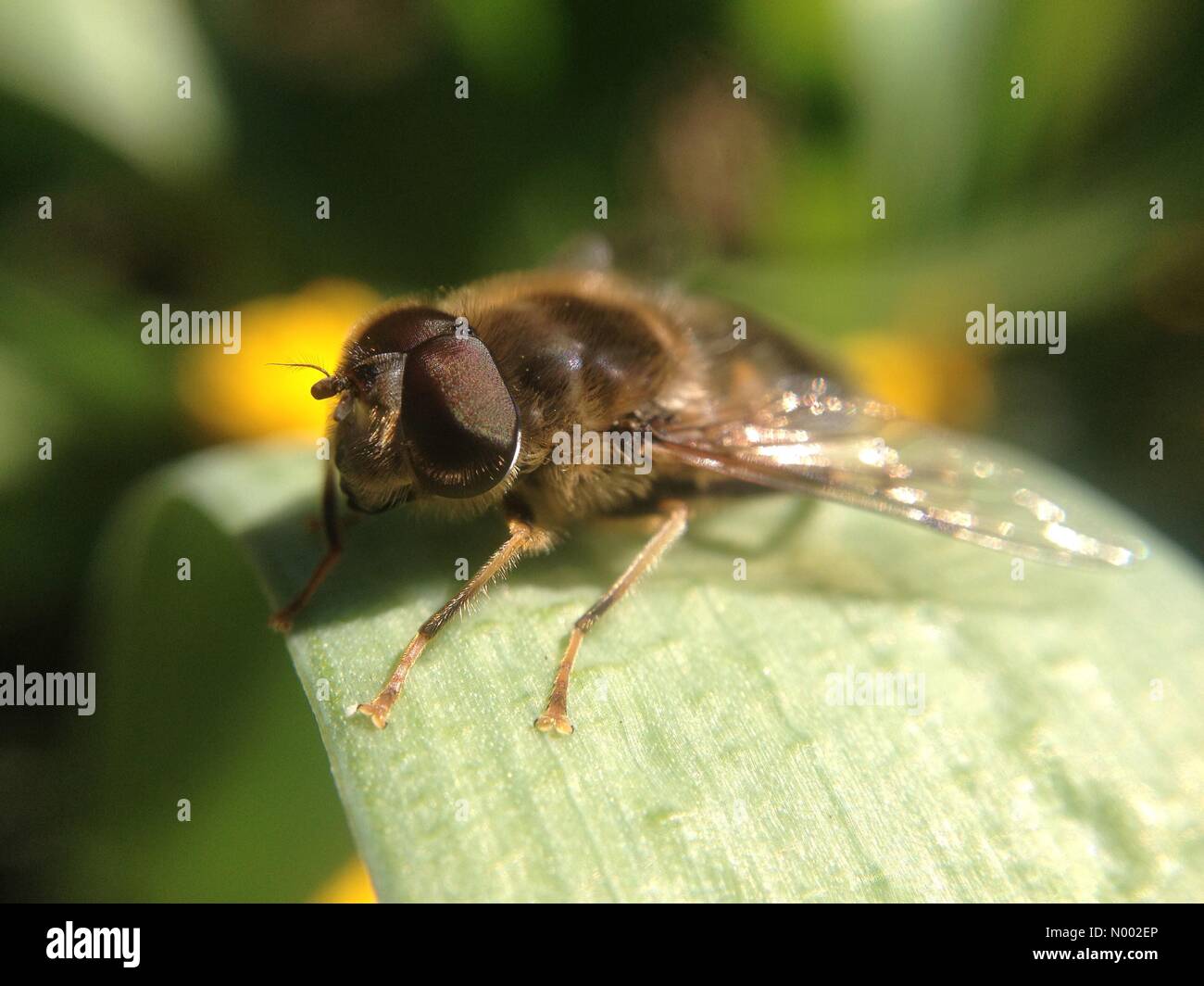 This hover fly is enjoying A warm sunny day in Leeds, Yorkshire. Taken ...