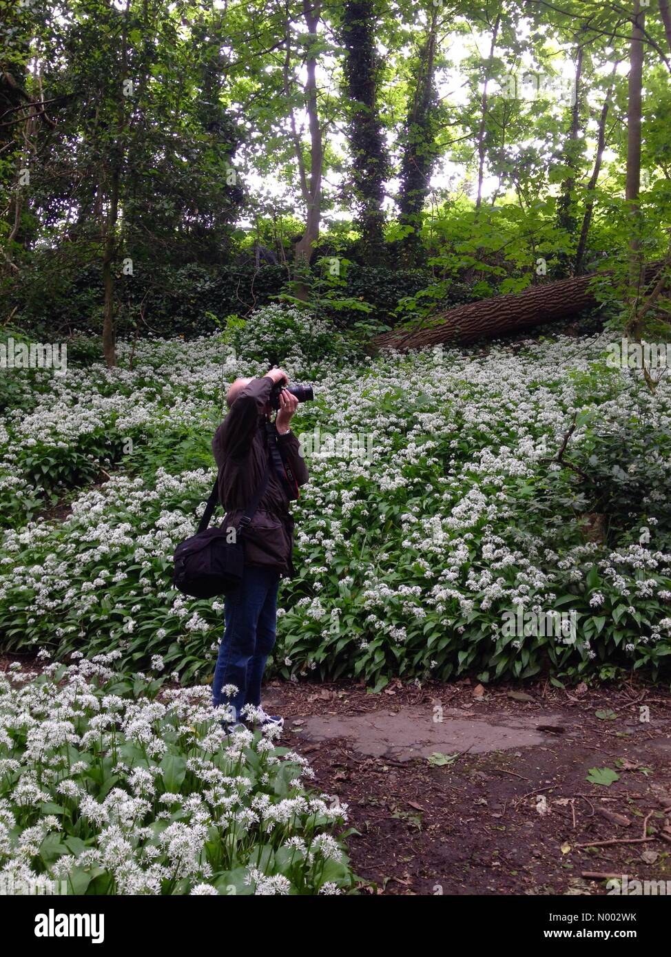This photographer was enjoying taking photos of the wild garlic in ...