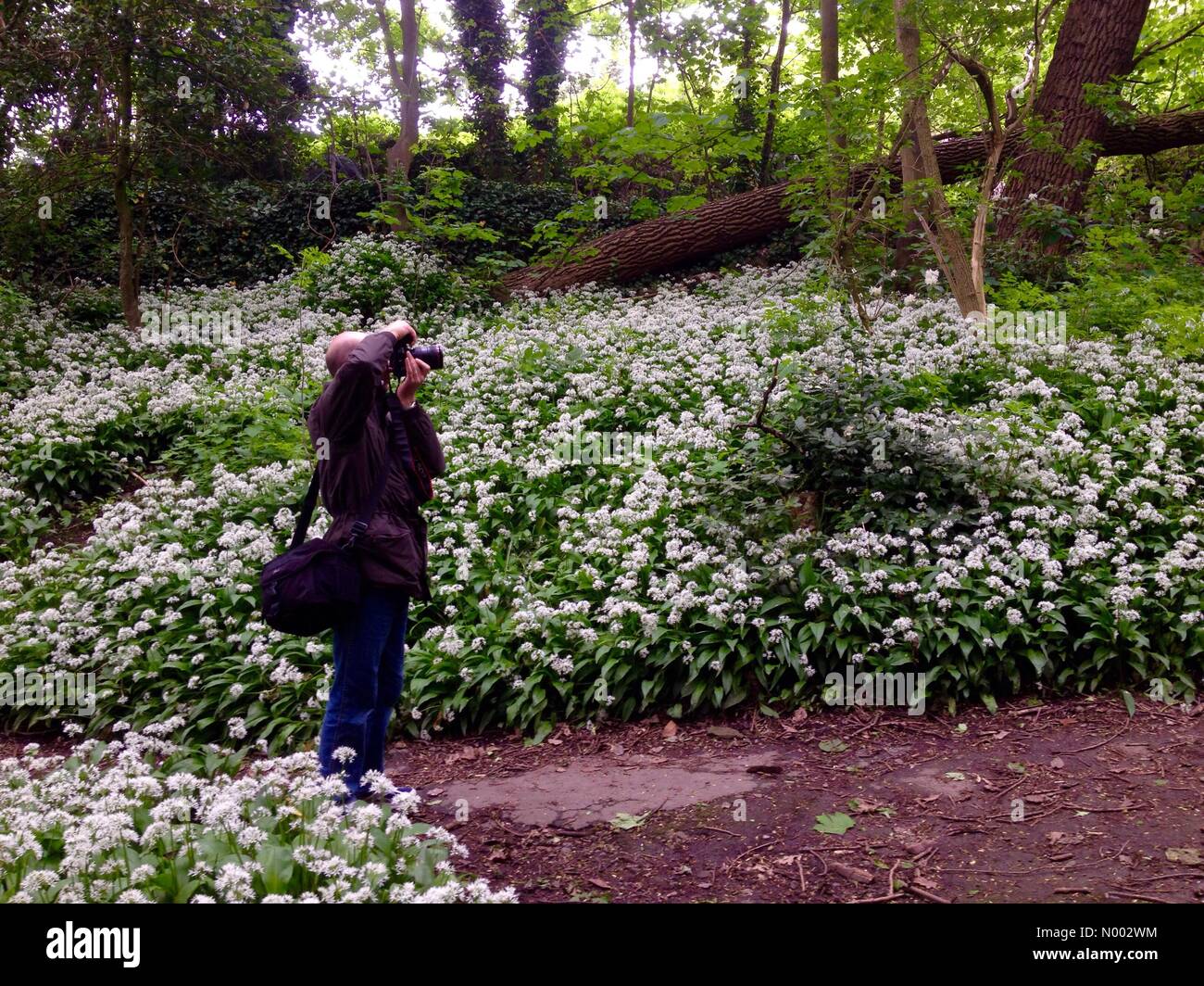 This photographer was enjoying taking photos of the wild garlic in ...
