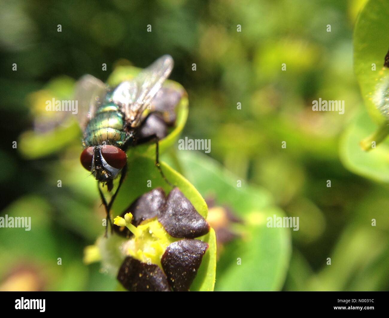 With the sun shining this fly was pollinating a plant at Golden Acre ...