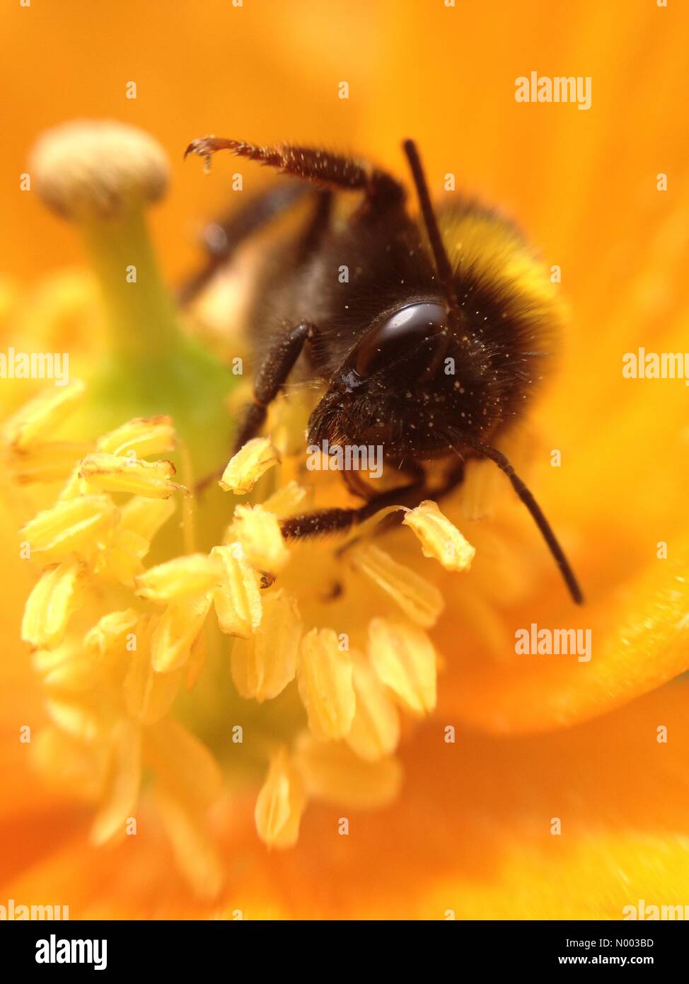 Bee pollinating an Icelandic poppy Stock Photo - Alamy