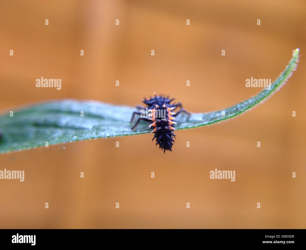 Ladybird larvae hatching hi-res stock photography and images - Alamy