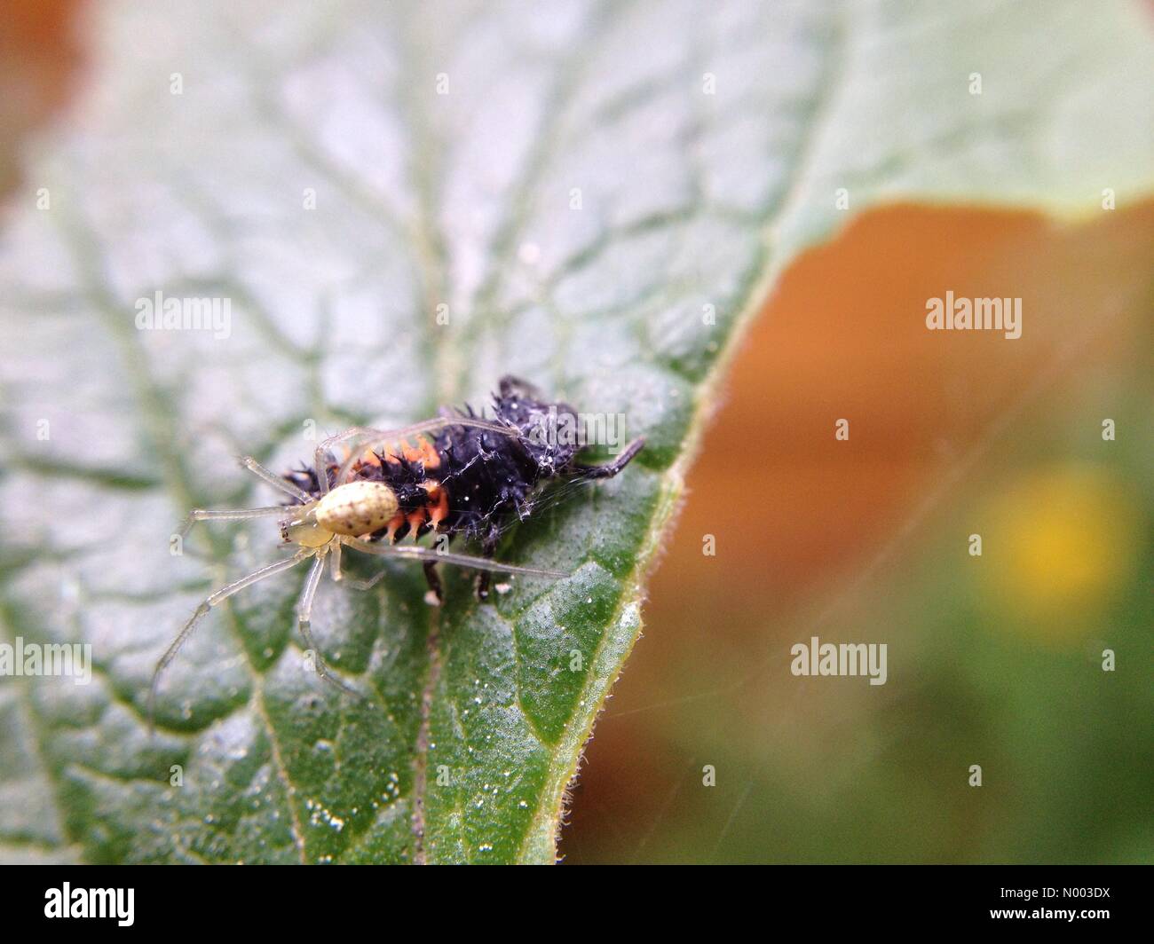 Ladybird larvae hatching hi-res stock photography and images - Alamy