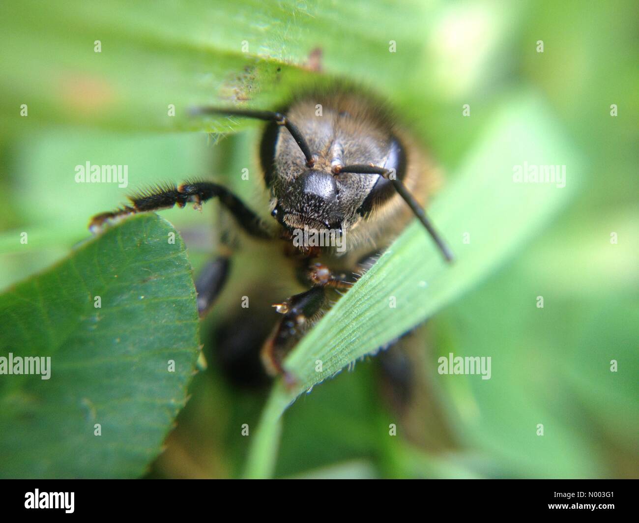 UK weather insects in West Yorkshire - as the warm weather continues ...