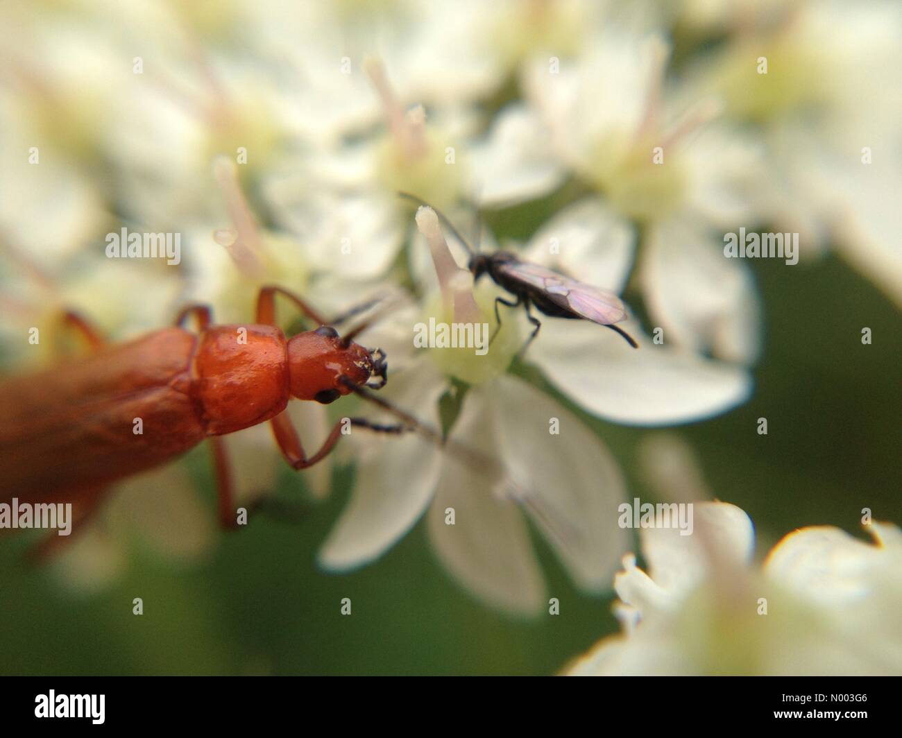 UK weather insects in West Yorkshire - as the warm weather continues ...