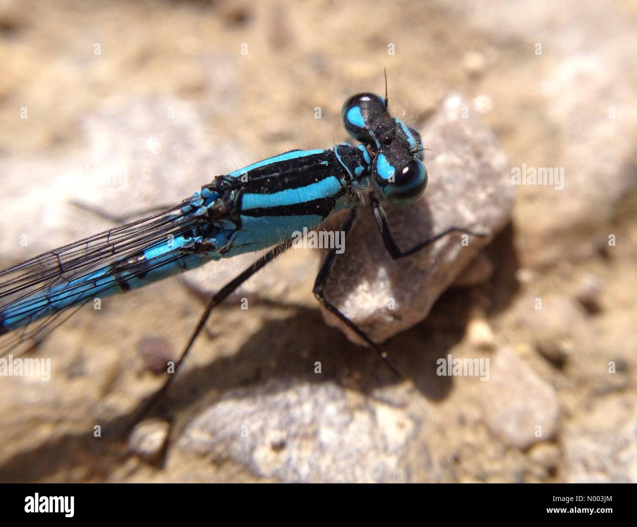 UK weather, insects in Leeds, West Yorkshire. As the weather made a ...