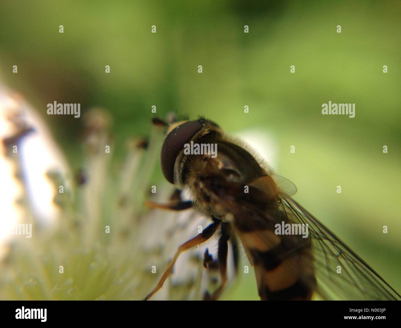 UK weather, insects in Leeds, West Yorkshire. As the weather made a ...