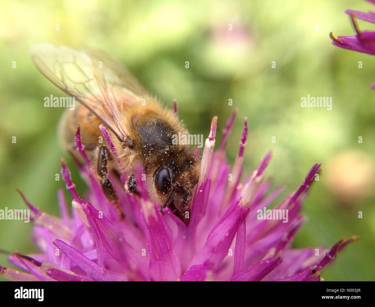 UK weather, insects in Leeds, West Yorkshire. As the weather made a ...