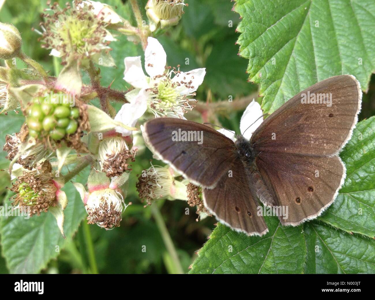 UK weather, insects in Leeds, West Yorkshire. As the weather made a ...