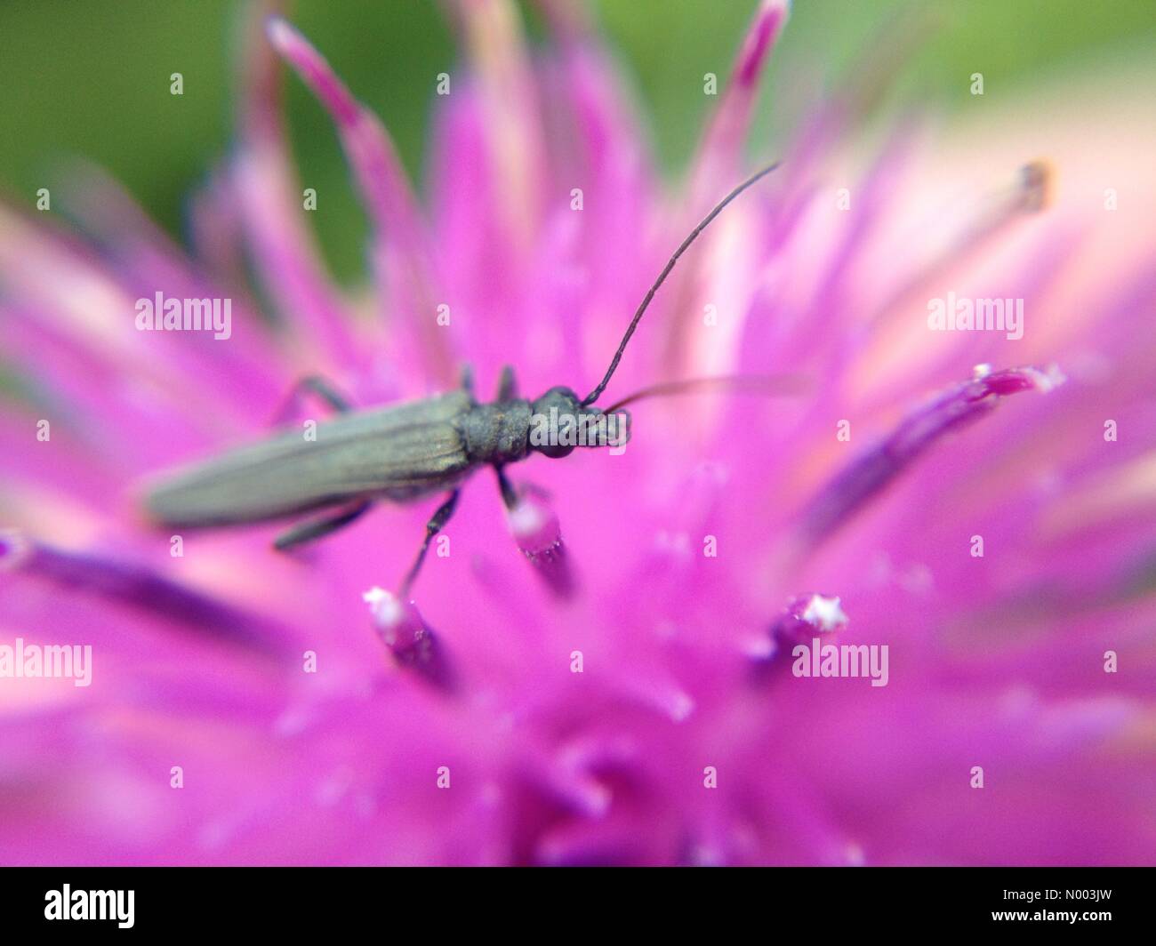 UK weather, insects in Leeds, West Yorkshire. As the weather made a ...