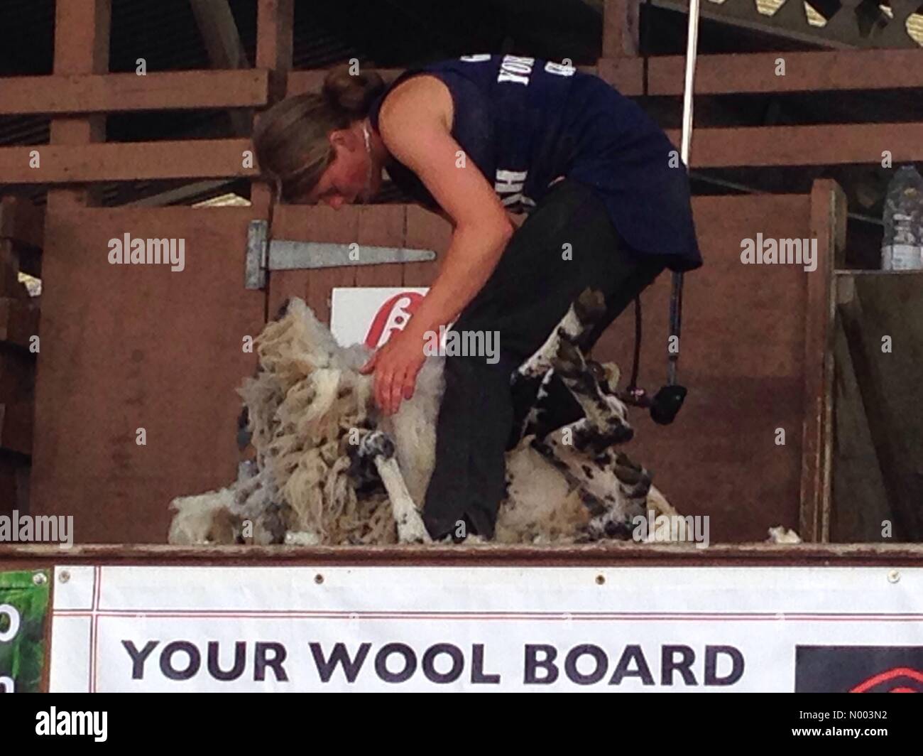 Lady sheep shearer Stock Photo - Alamy