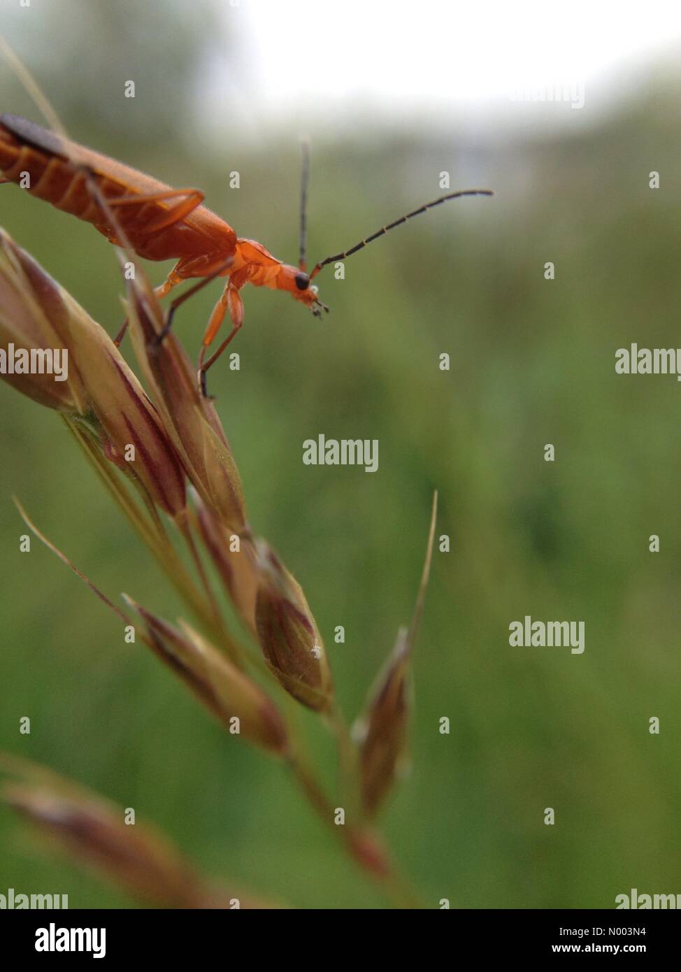 UK weather - insects in West Yorkshire. A sunny day in Leeds, West ...