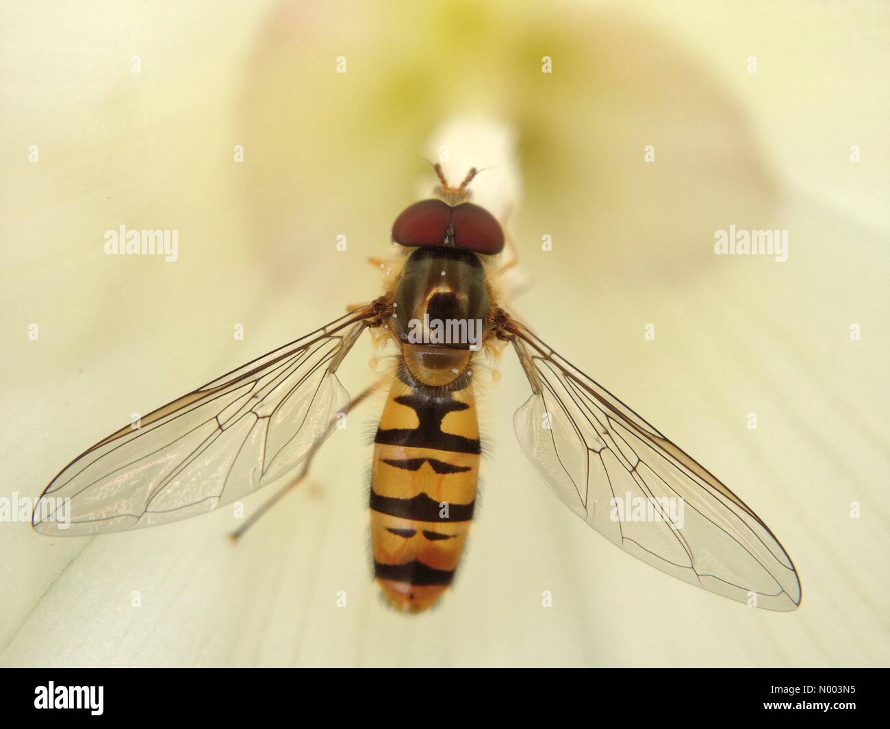 UK weather - insects in West Yorkshire. A sunny day in Leeds, West ...