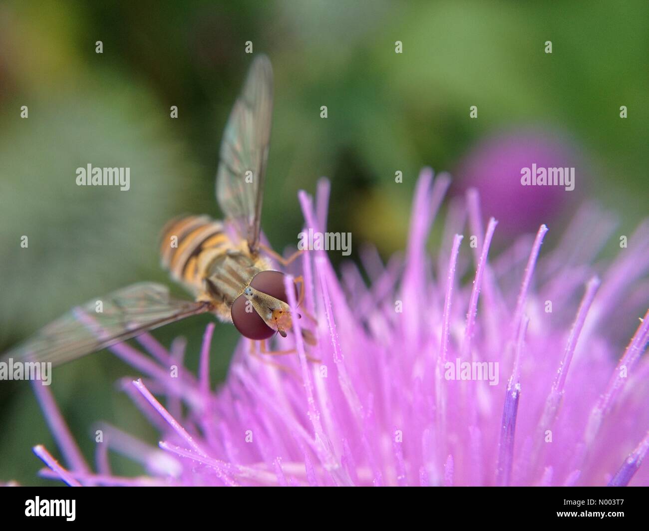 UK weather, insects in West Yorkshire. A warm but cloudy day gave ...