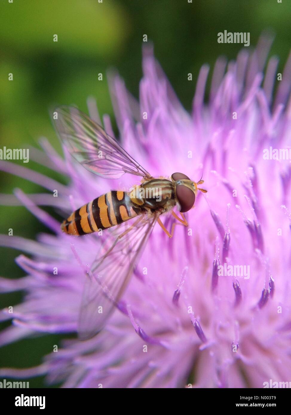 UK weather, insects in West Yorkshire. A warm but cloudy day gave ...