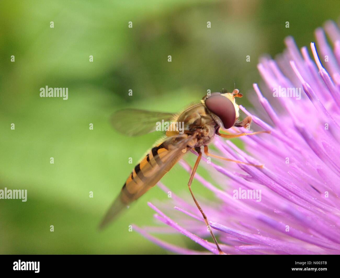 UK weather, insects in West Yorkshire. A warm but cloudy day gave ...