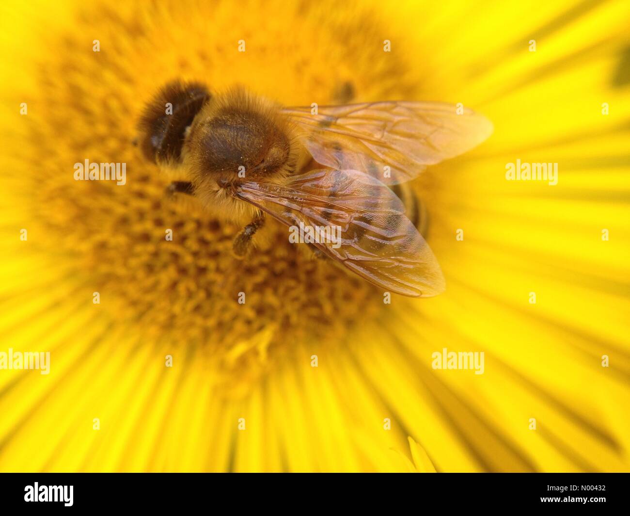 UK weather insects in Leeds, Yorkshire- the sunny spells enticed the ...