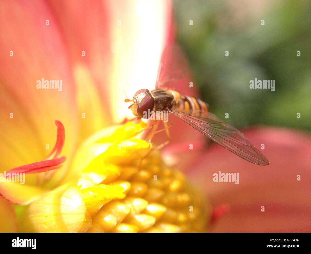 UK weather insects in Leeds, Yorkshire- the sunny spells enticed the ...