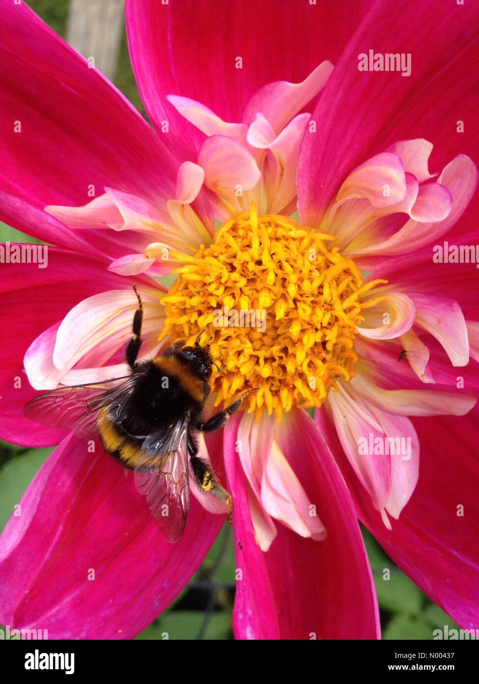 UK weather insects in Leeds, Yorkshire- the sunny spells enticed the ...