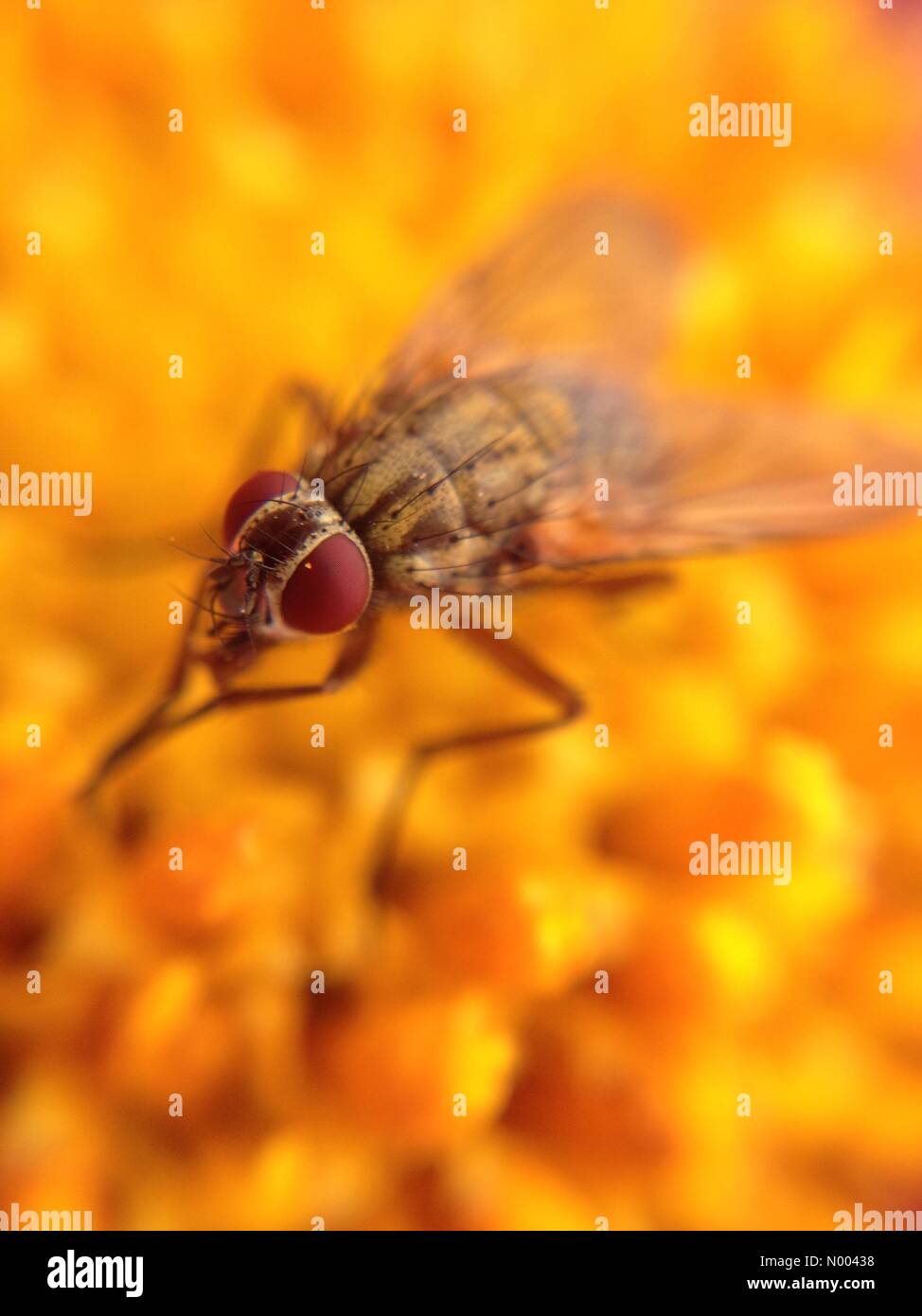 UK weather insects in Leeds, Yorkshire- the sunny spells enticed the ...