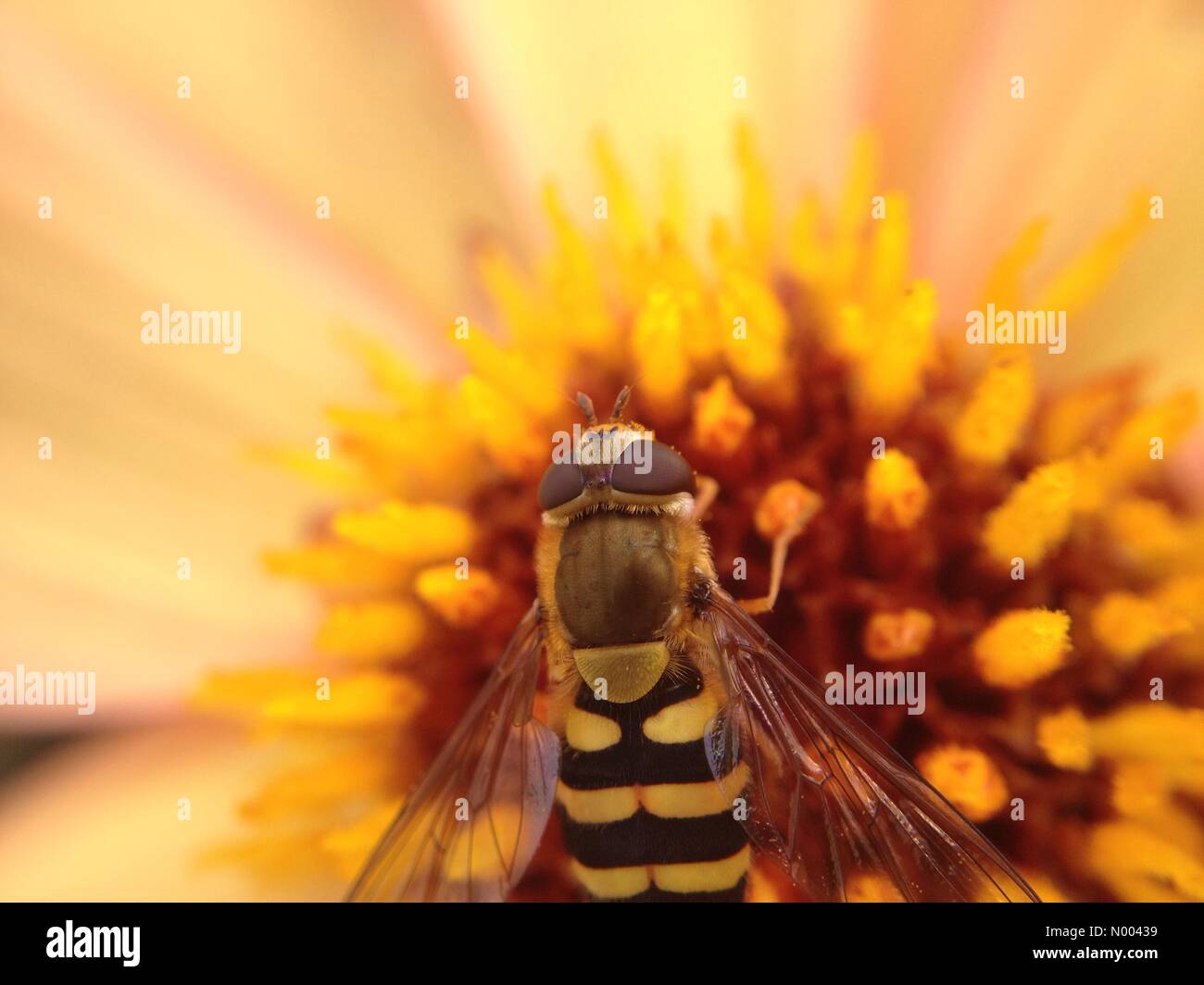 UK weather insects in Leeds, Yorkshire- the sunny spells enticed the ...