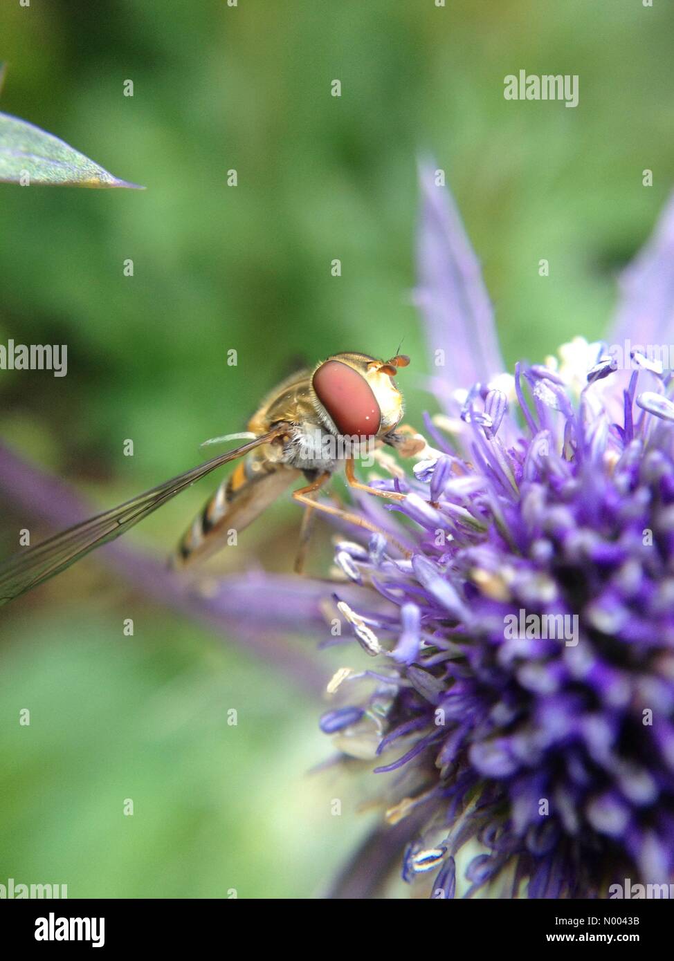 UK weather insects in Leeds, Yorkshire- the sunny spells enticed the ...