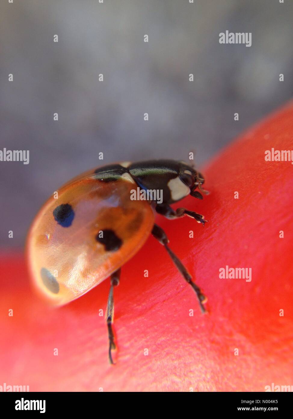 UK weather - A sunny day in Leeds, West Yorkshire. This ladybird was ...