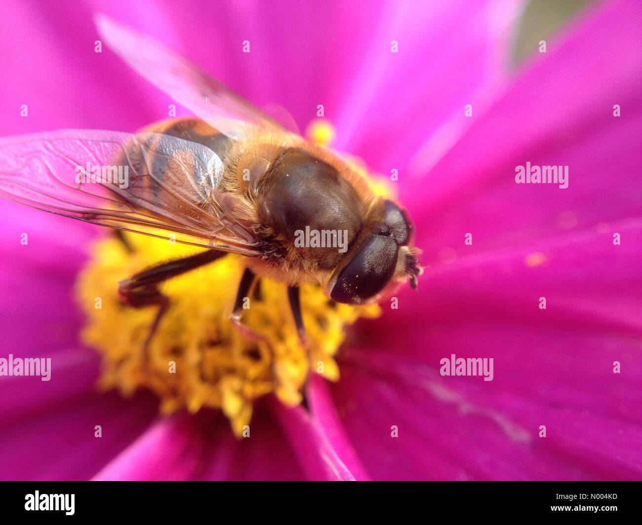 UK weather - A sunny day in Leeds, West Yorkshire. This hover fly was ...