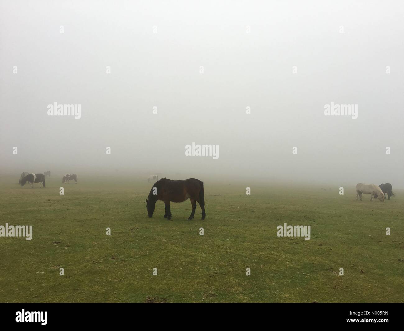 B3357, Tavistock, Devon, UK. 21st Jan, 2016. Ponies in the fog on ...