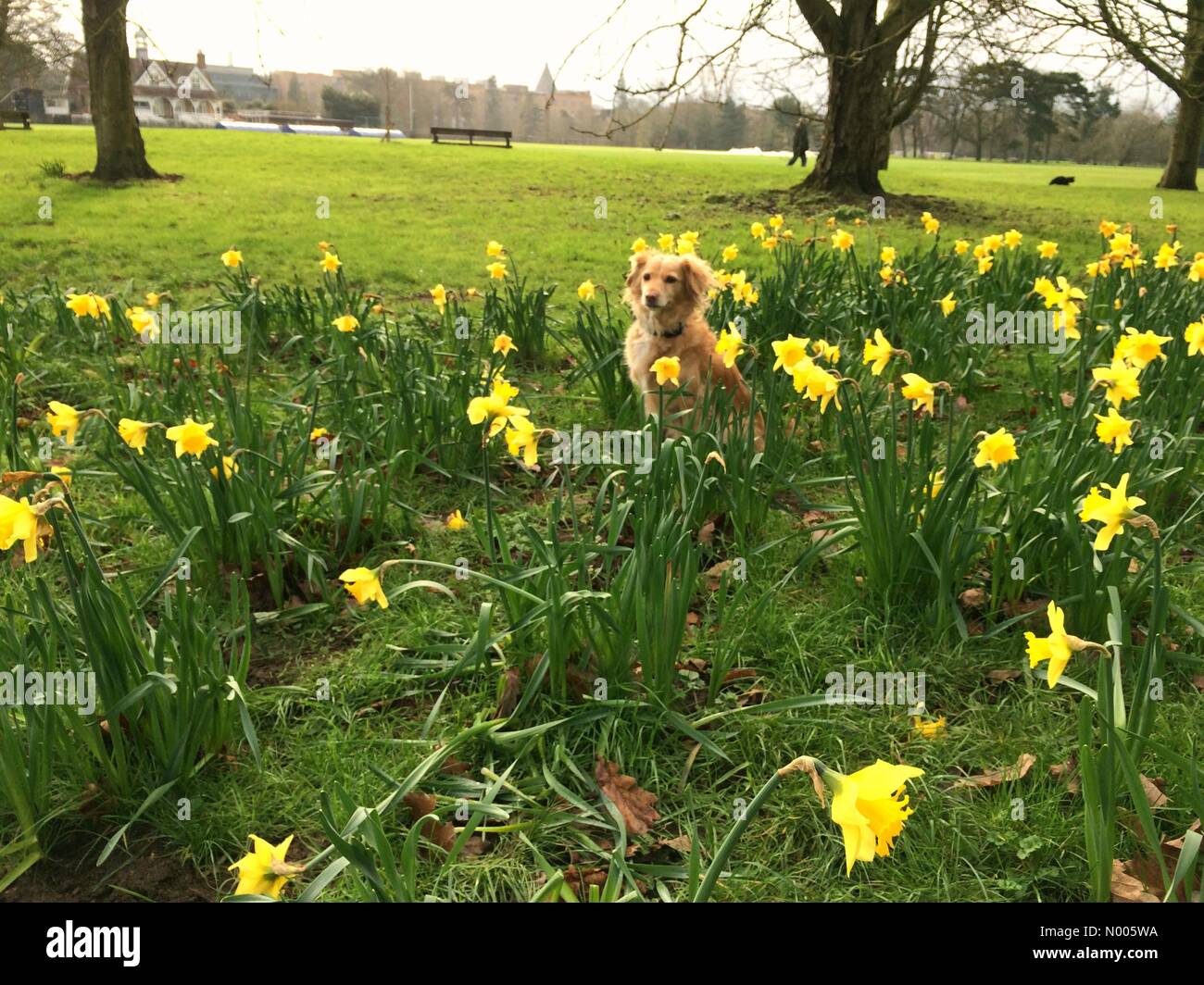 Oxford, Oxfordshire, UK. 25th Jan, 2016. UK Weather. A dog enjoys ...