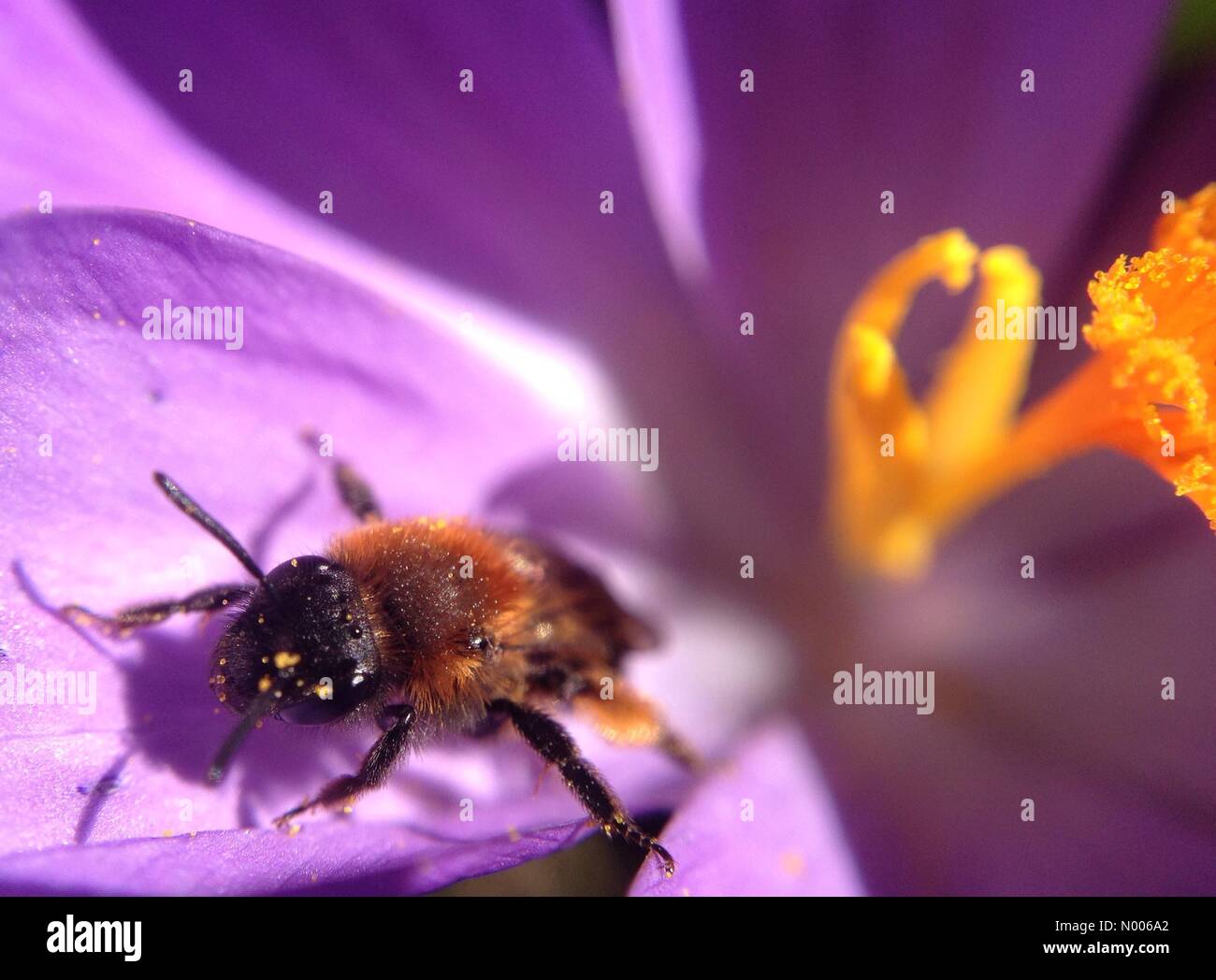 UK weather -Sunny weather and beautiful spring flowers at Kirkstall ...