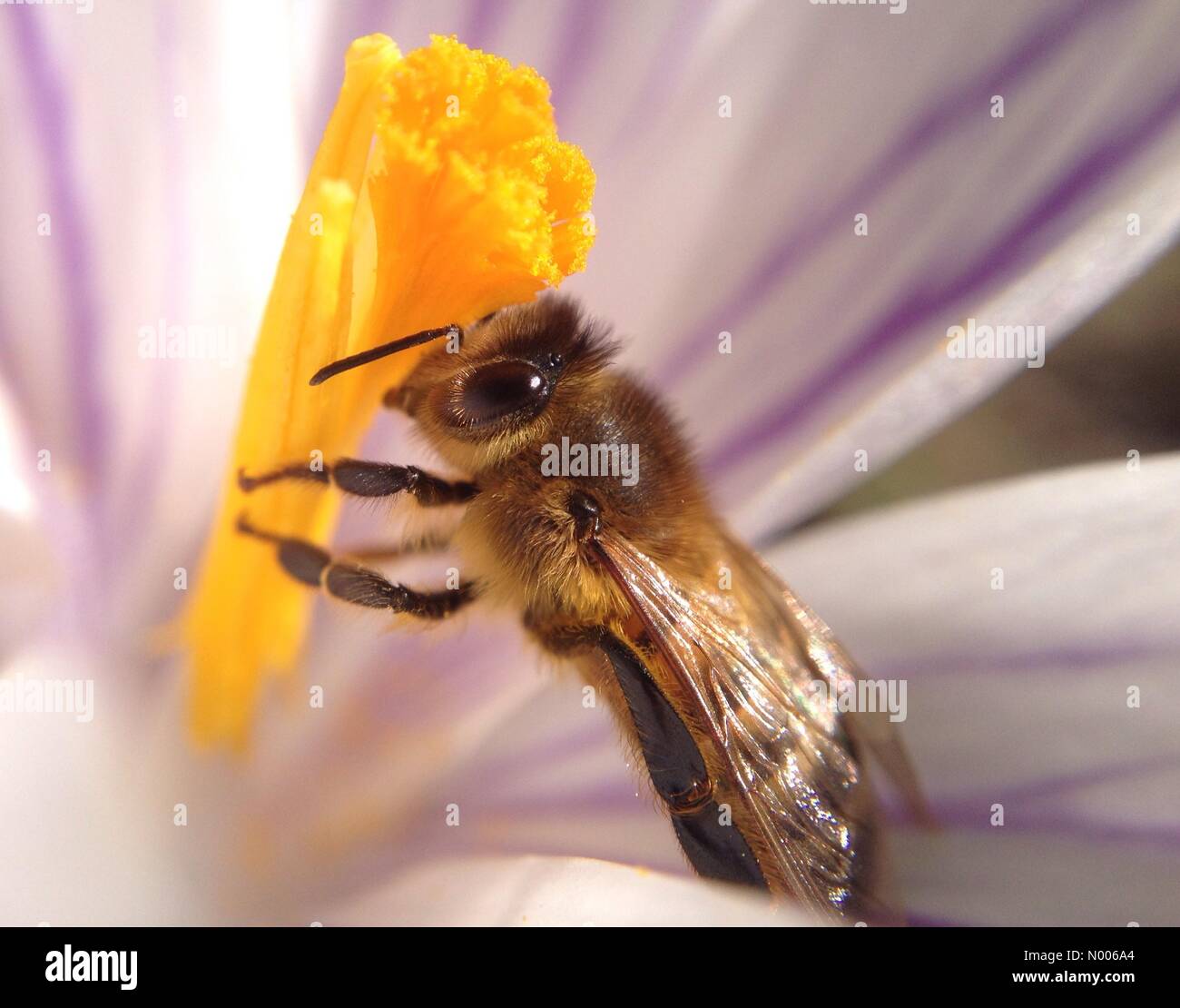 UK weather -Sunny weather and beautiful spring flowers at Kirkstall ...