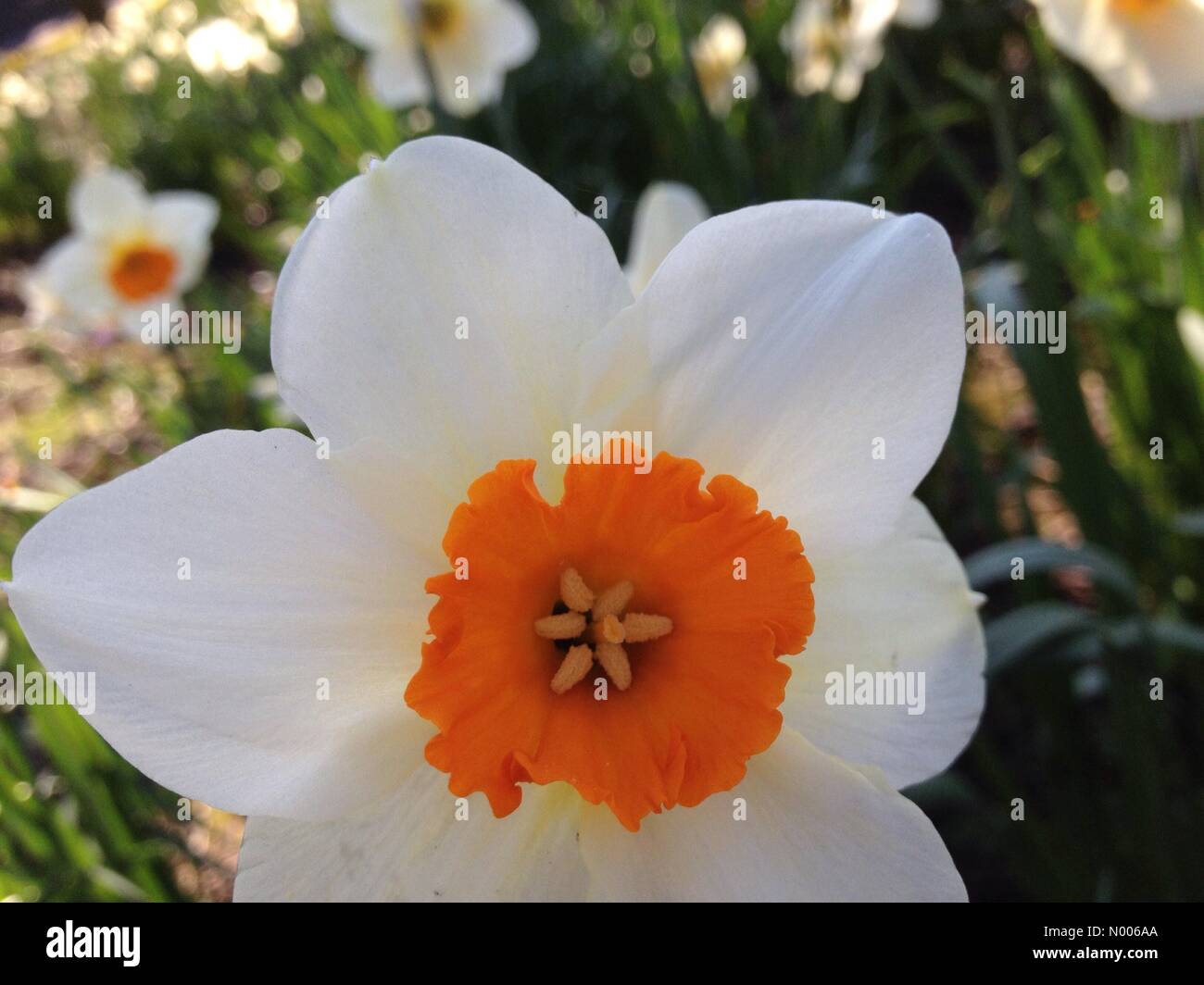 UK weather -Sunny weather added to the beauty of the spring daffodils ...