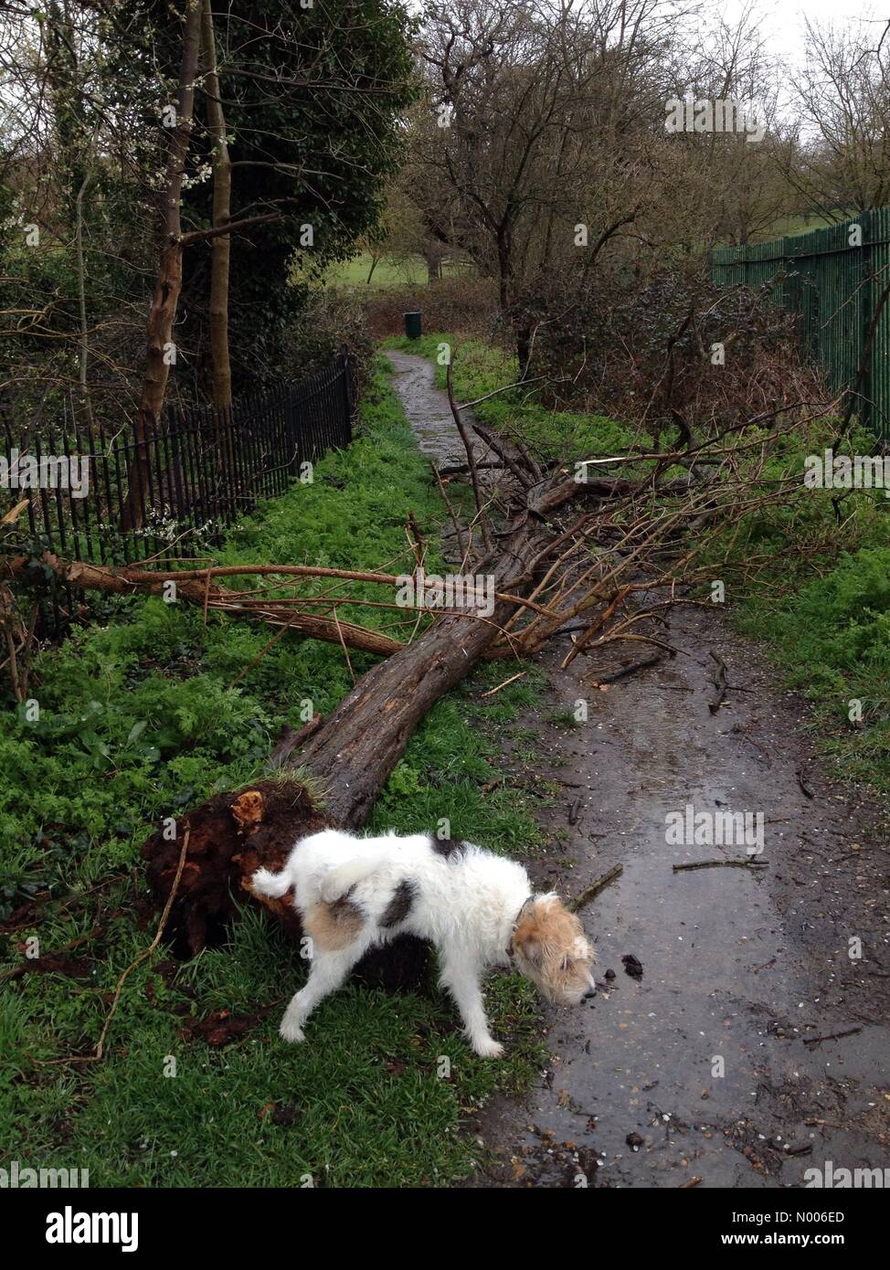 Path leading to Norwood Grove, Streatham/Croydon border London, UK ...