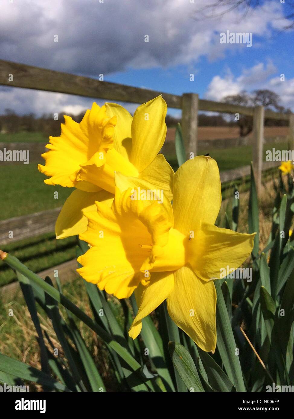 Daffodils in spring weather in West Yorkshire UK weather Stock Photo ...