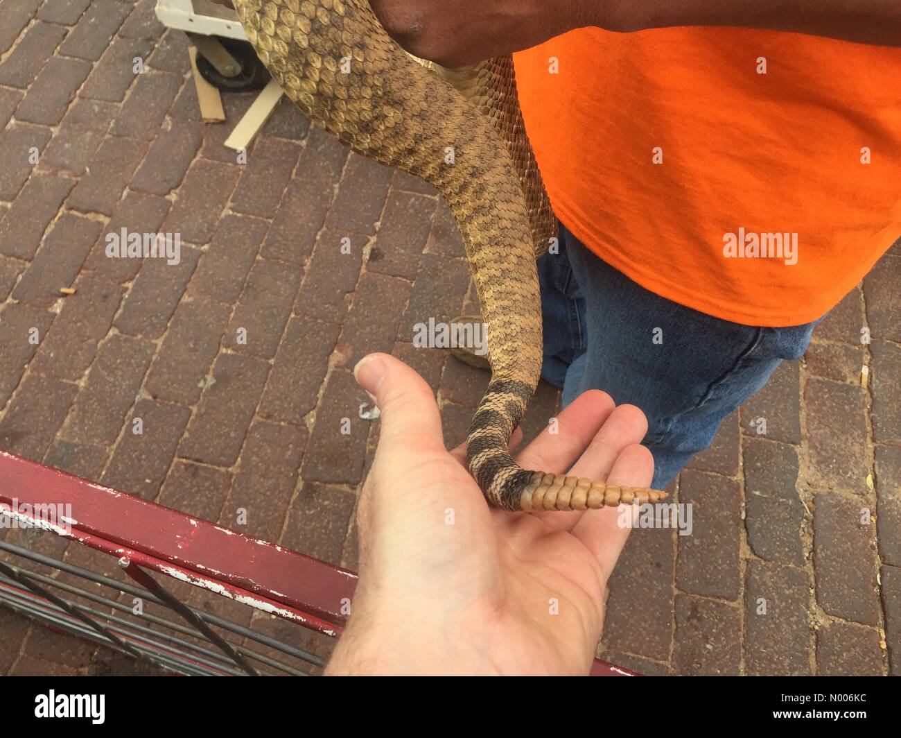 Rattlesnake tell hi-res stock photography and images - Alamy