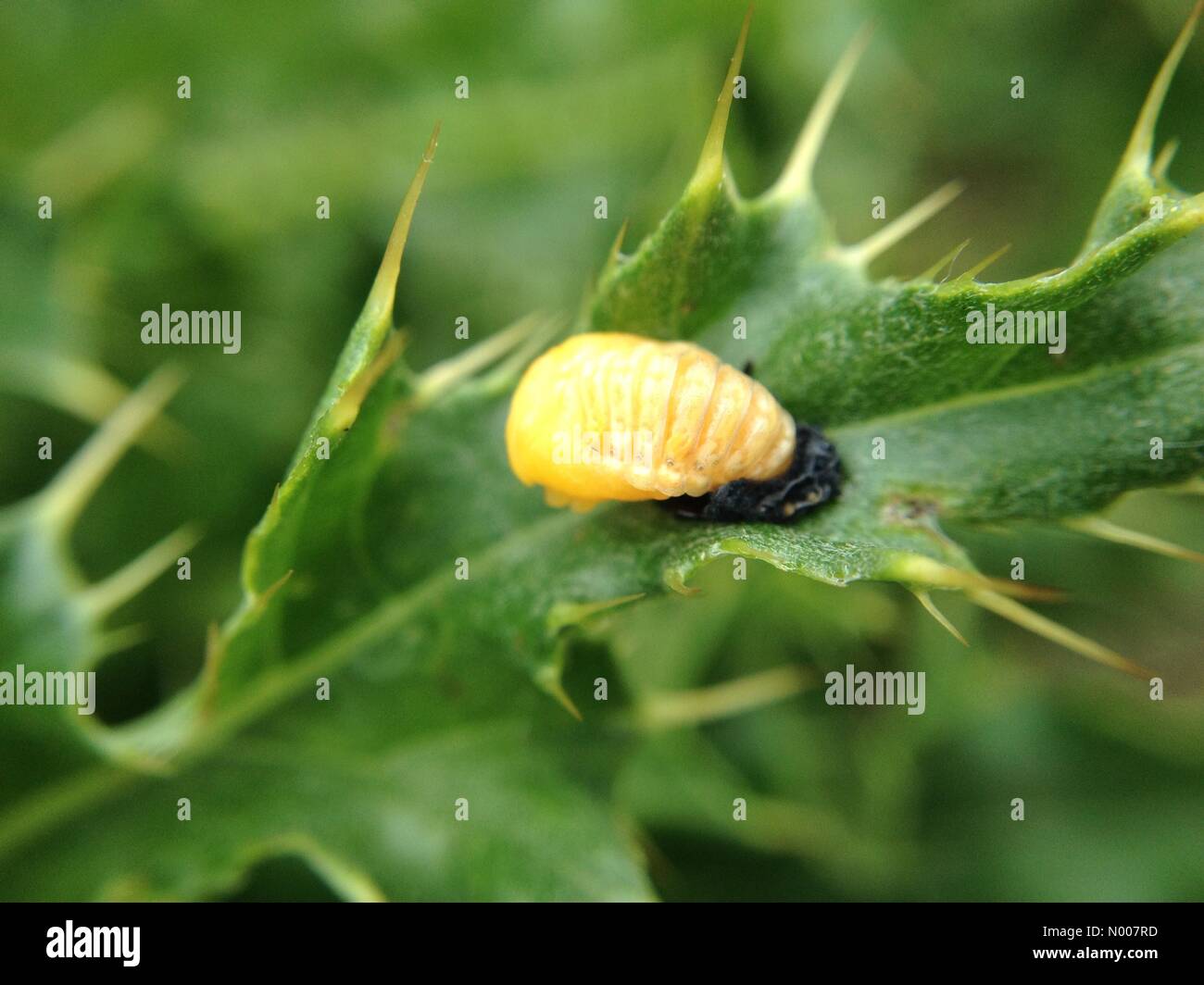 Ladybird larvae in nature hi-res stock photography and images - Alamy