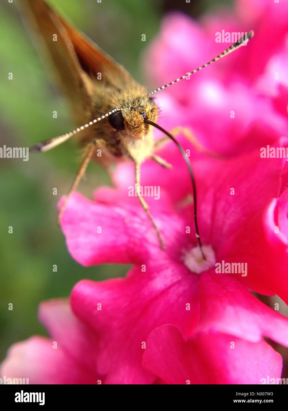 UK weather, Wildlife in Leeds, West Yorkshire. A sunny afternoon saw ...