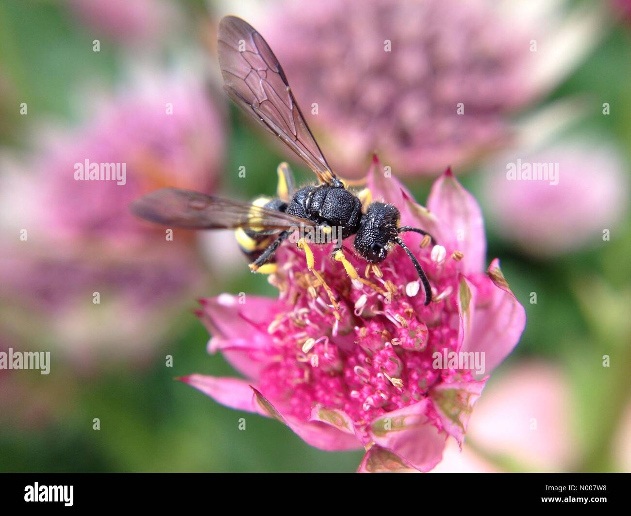 Yorkshire wildlife park in summer hi-res stock photography and images ...