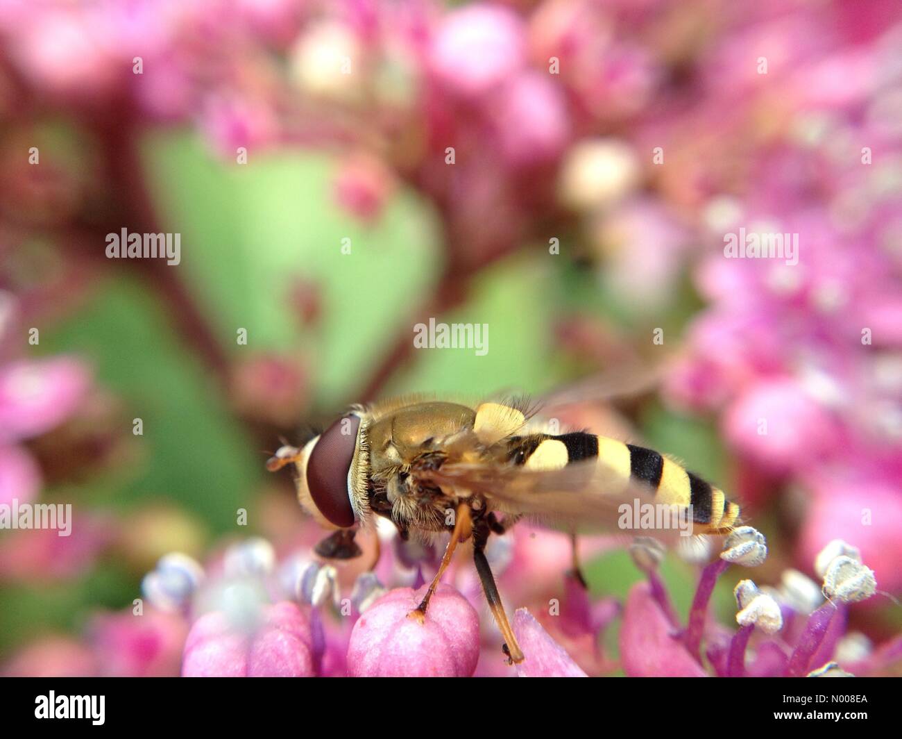 UK weather sunny day in Leeds - A warm sunny day at Golden Acre Park in ...