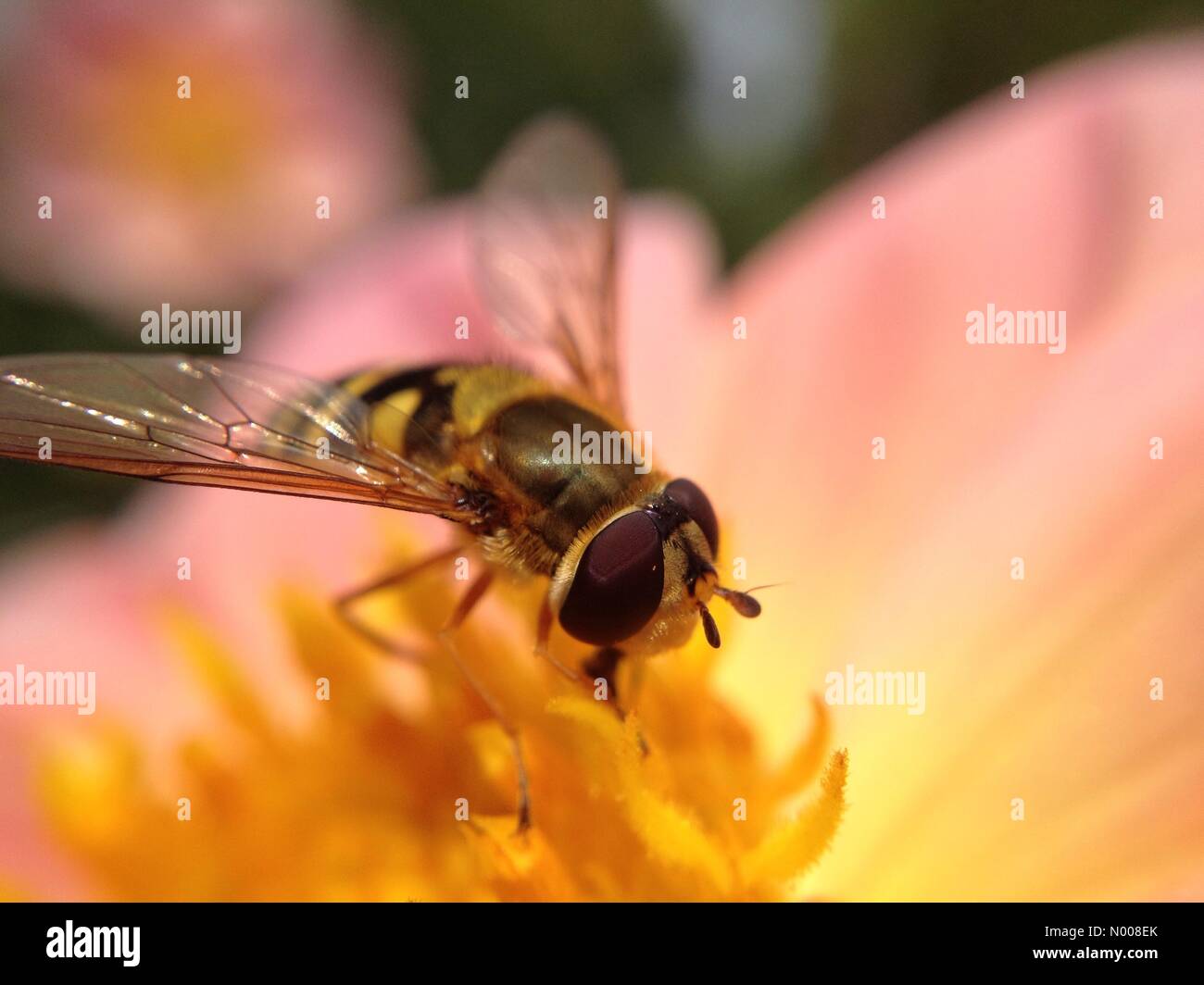 UK weather sunny day in Leeds - A sunny day at Golden Acre Park in ...
