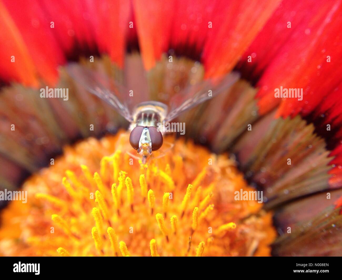 UK weather sunny day in Leeds - A sunny day at Golden Acre Park in ...