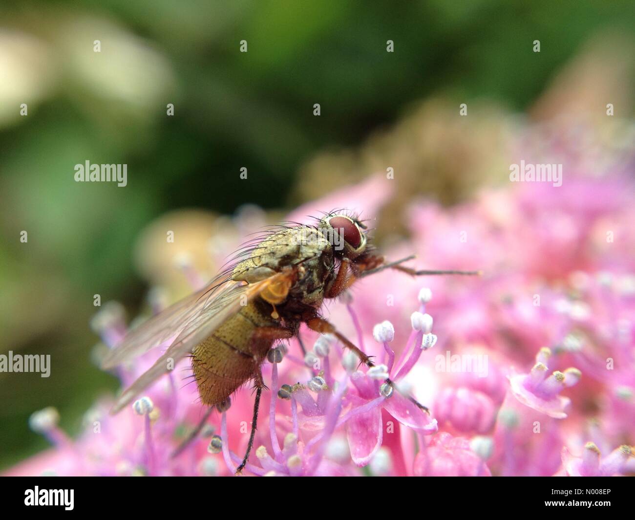 UK weather sunny day in Leeds - A sunny day at Golden Acre Park in ...