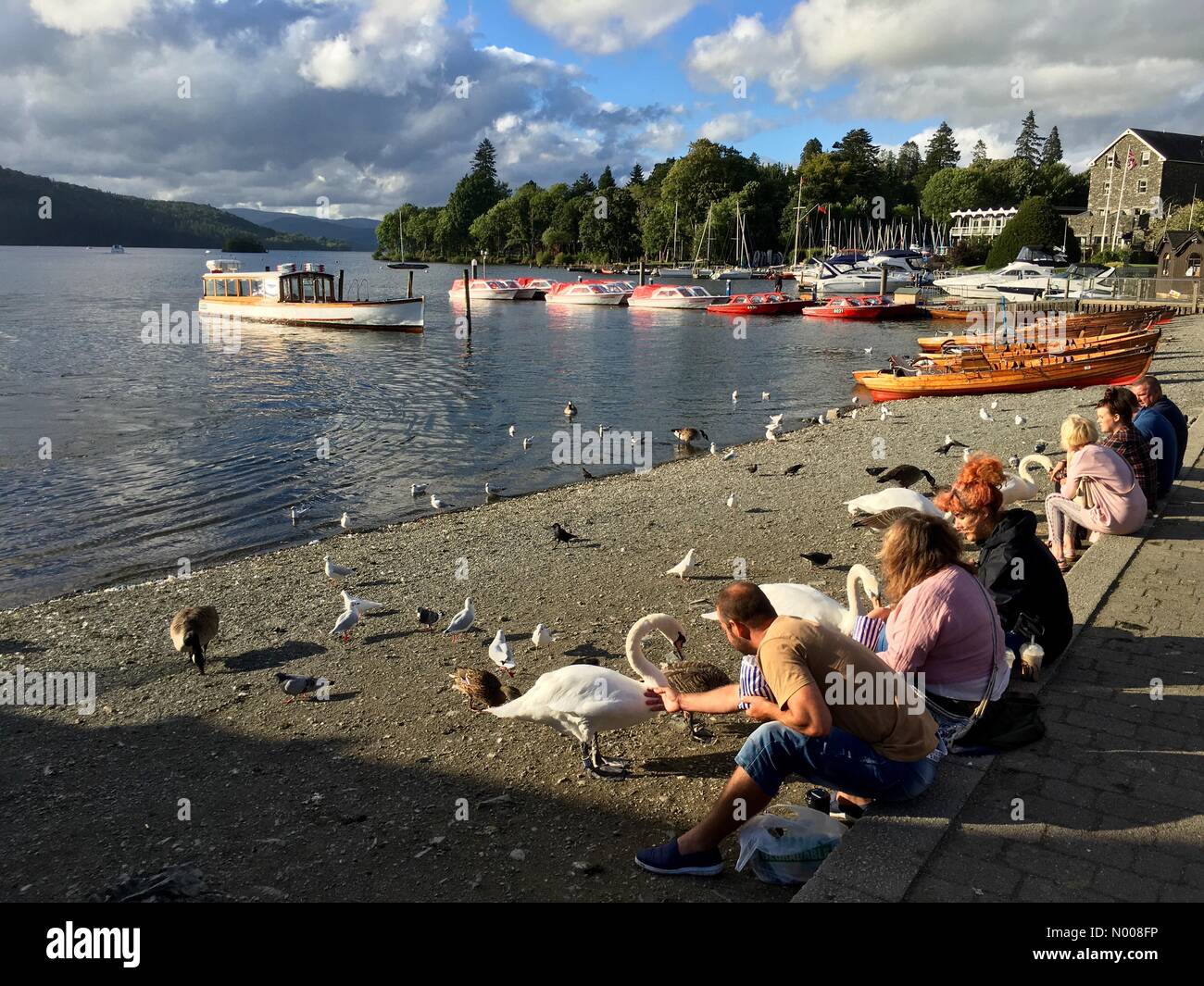 UK Weather: Late afternoon sunshine at Bowness-on-Windermere. Feeding ...
