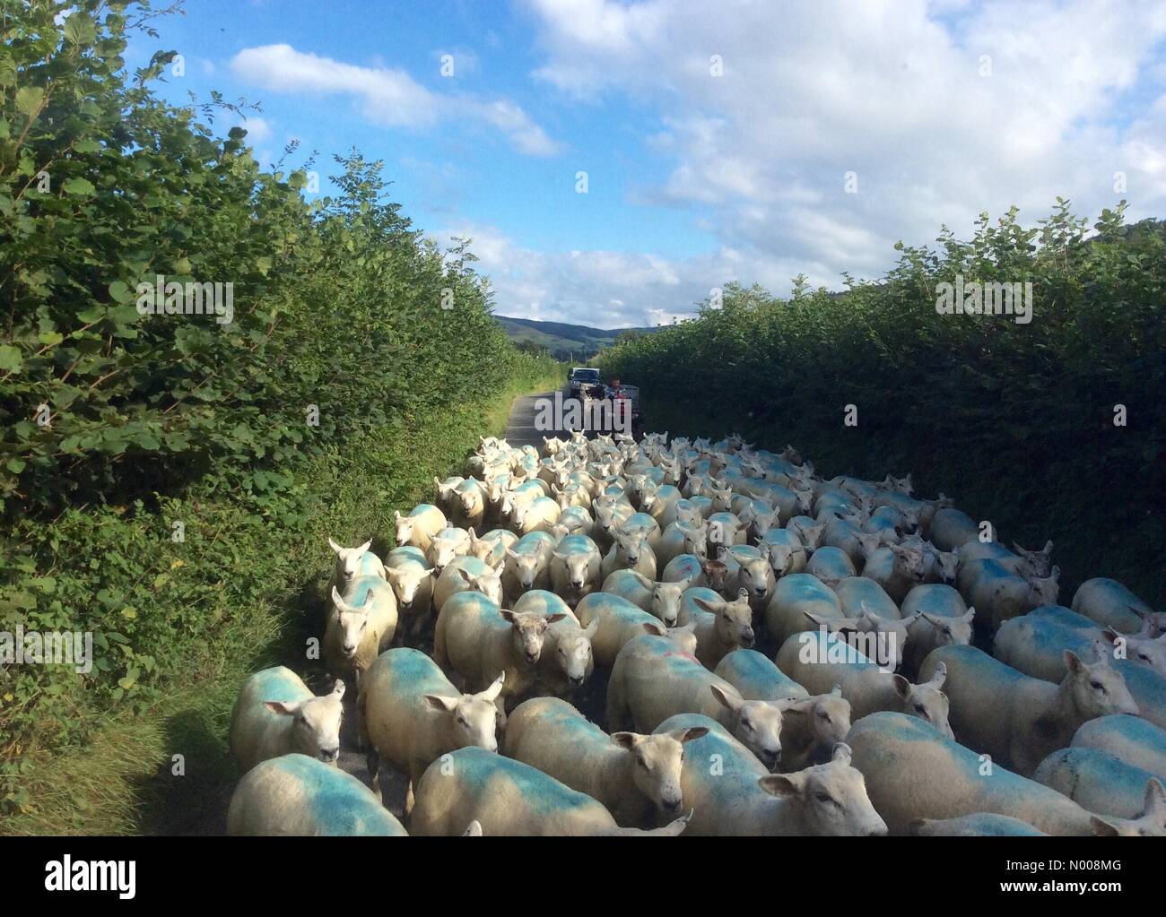 A lot of sheep walking along a road making it impassable Stock Photo ...