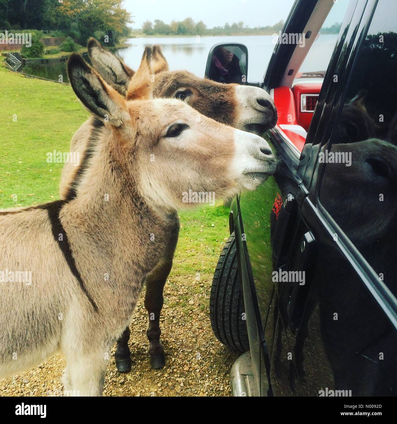 Hatchet Ln, Brockenhurst, UK. 24th Oct, 2016. UK Weather 24th October ...