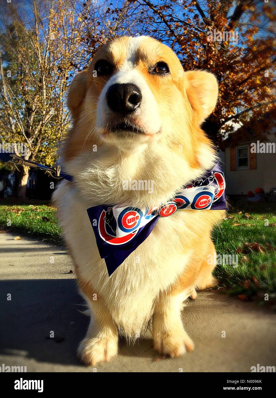 Minnesota, USA. 3rd Nov, 2016.A cute corgi dog wearing a Chicago cubs ...