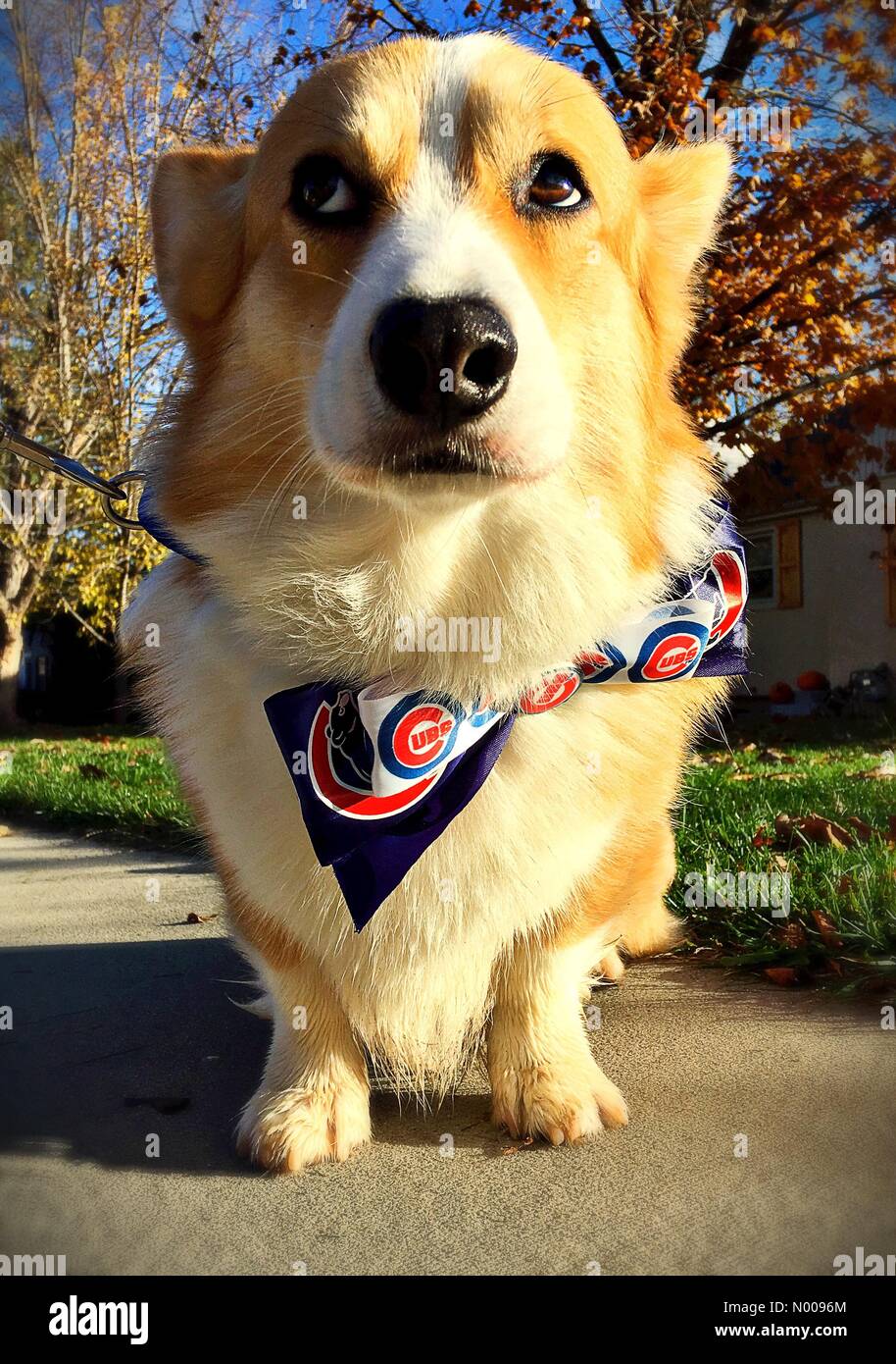 Minnesota, USA. 3rd Nov, 2016. A corgi dog wearing a Chicago cubs ...