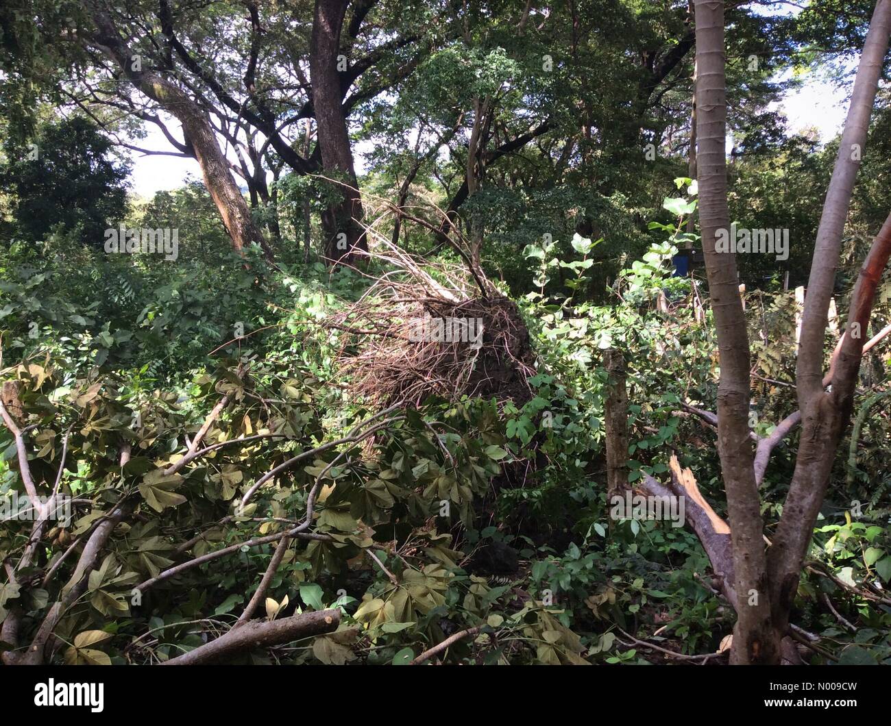 Trees uprooted and coastal damage in Guanacaste Costa Rica following ...